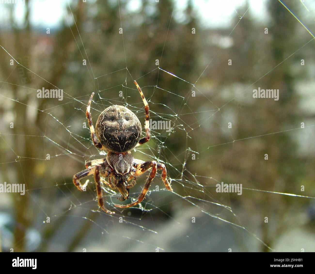 spider outside the window Stock Photo - Alamy