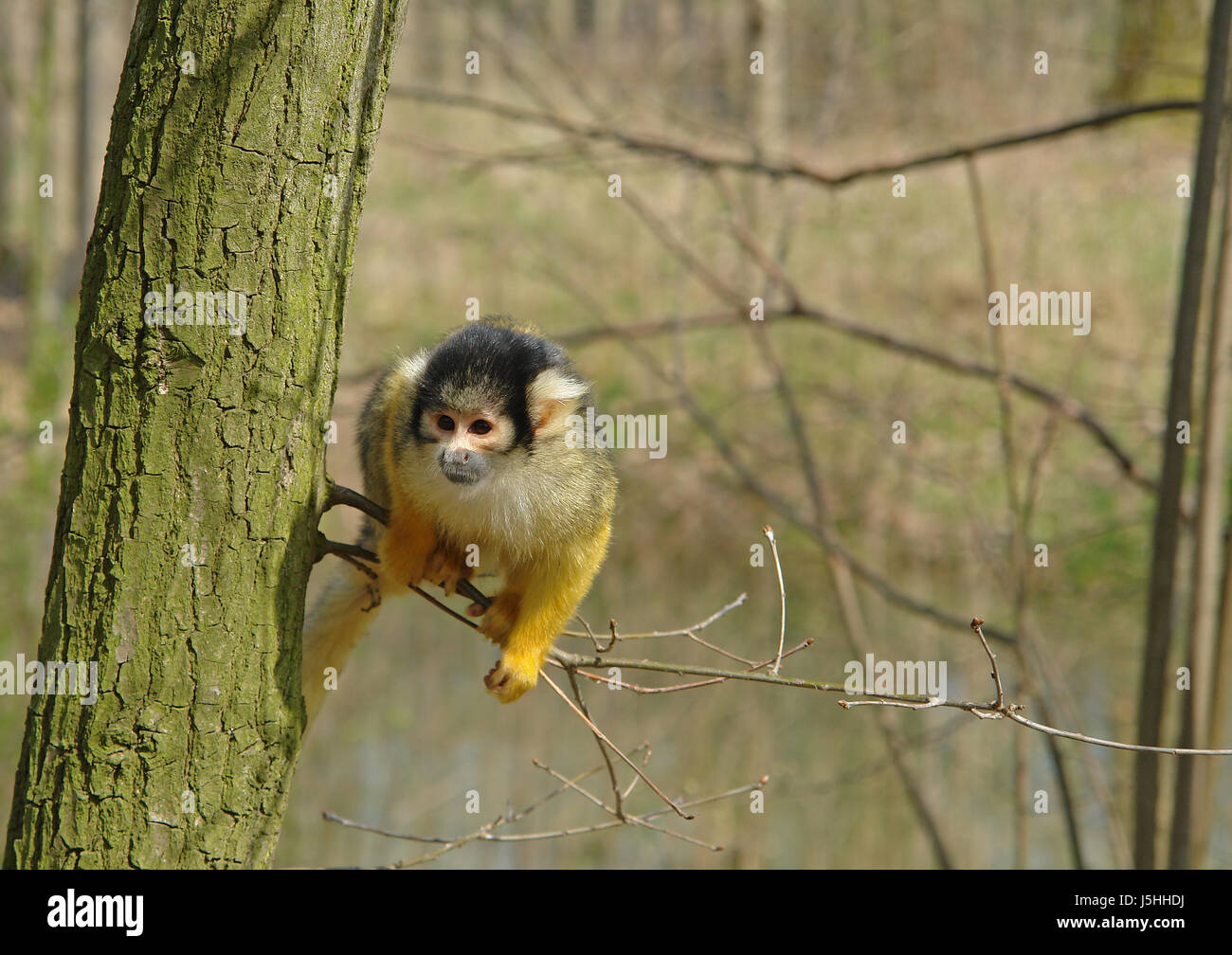 tree primates cute squirrel monkey baumbewohner cebidae haplorhini ...