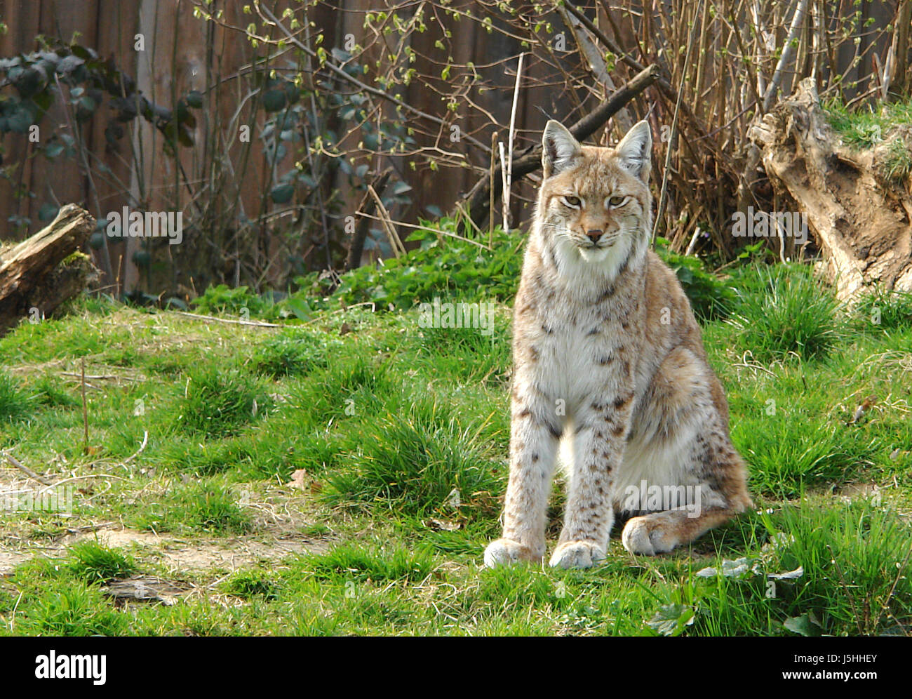 wild big cat feline predator look glancing see view looking peeking ...