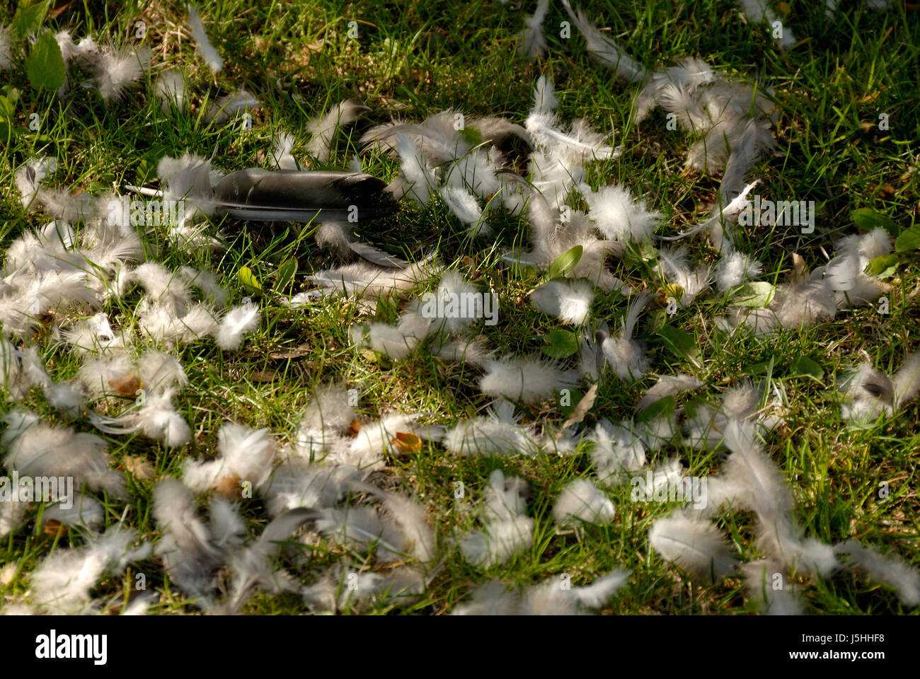 Battlefield backdrop hi-res stock photography and images - Alamy
