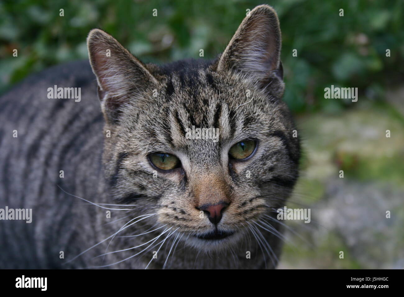 animal cats look glancing see view looking peeking looking at skin ...