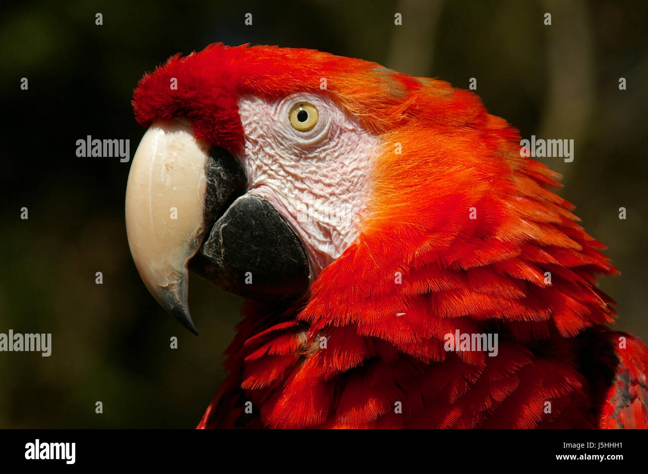 bird birds eyes look glancing see view looking peeking looking at ...