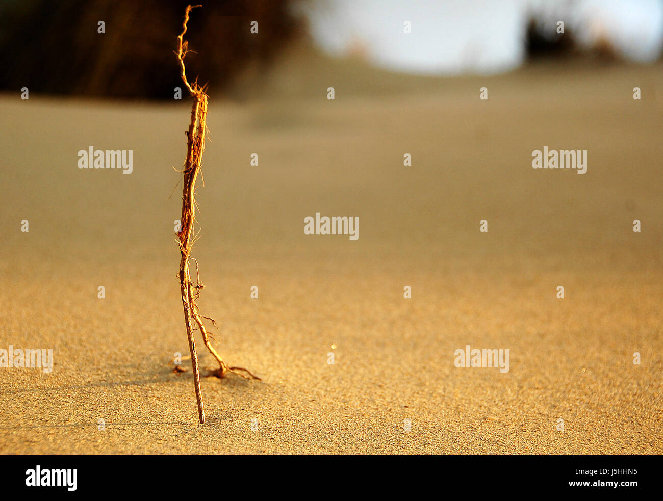 water north sea salt water sea ocean root dunes fortification sands ...