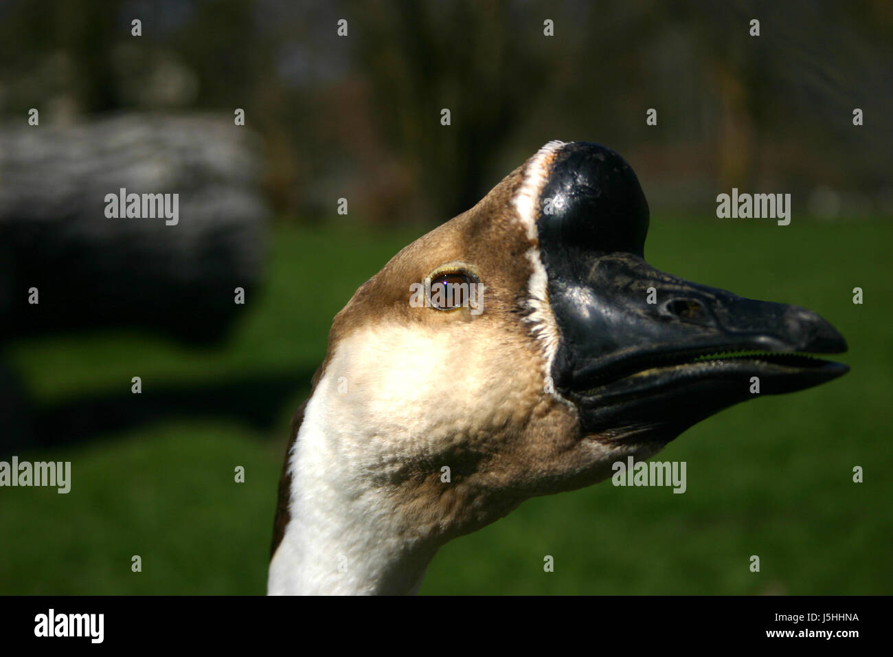 stool garden bird eye organ birds eyes feathers beak goose gardens hump ...