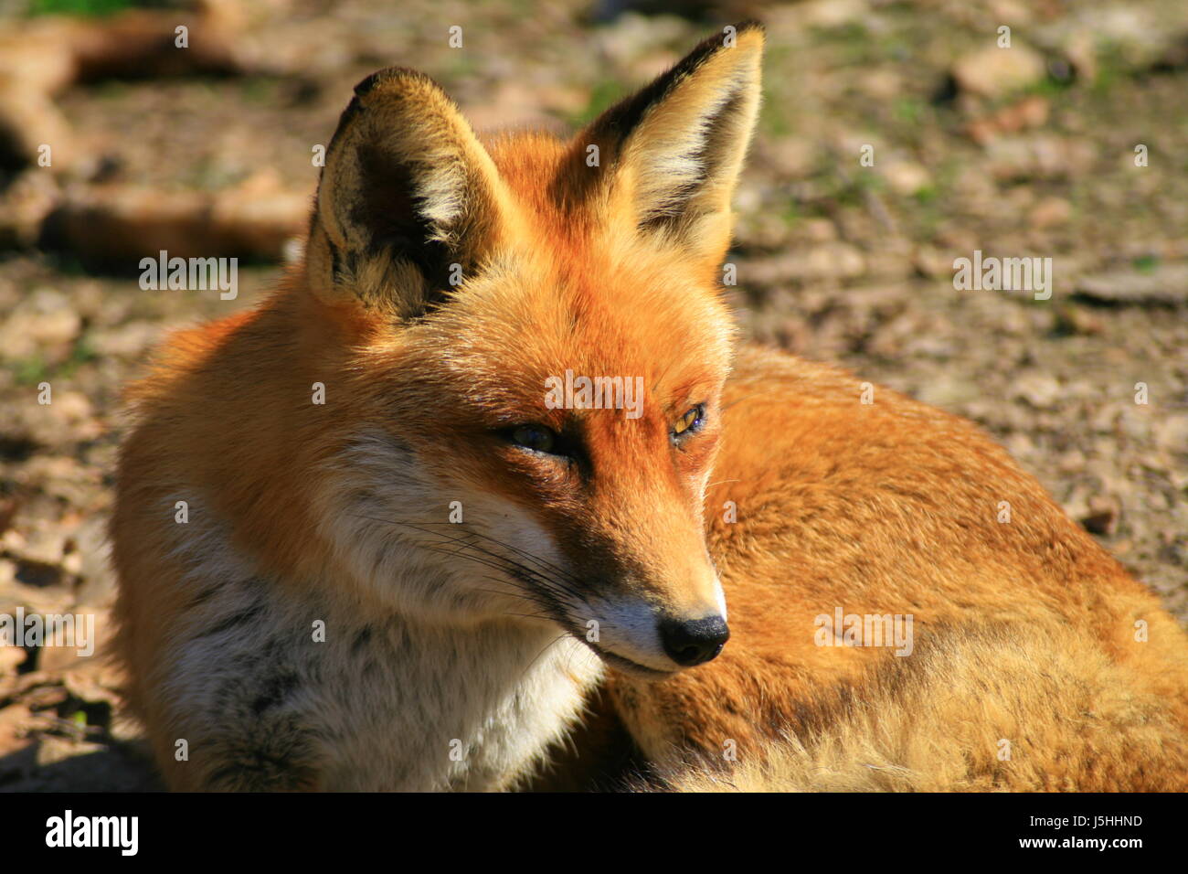 animal wild fur predator fox wild animal foxes hunting chase forest ...