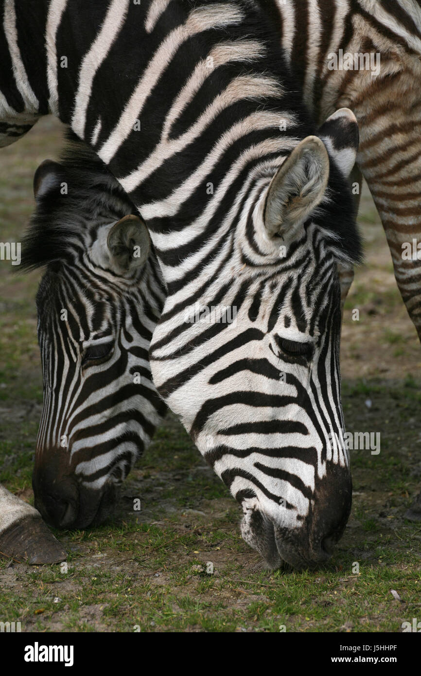 animal mammal africa animals striated zebra mammals heads zebras horse ...
