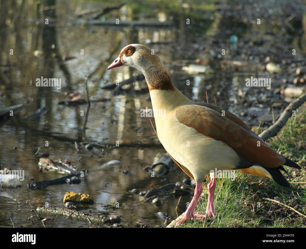 bird birds wing feathers beak fresh water pond water goose beaks ...