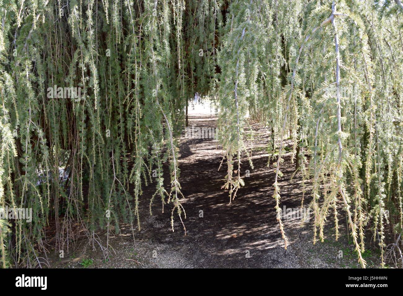 Covered pathway hi-res stock photography and images - Alamy