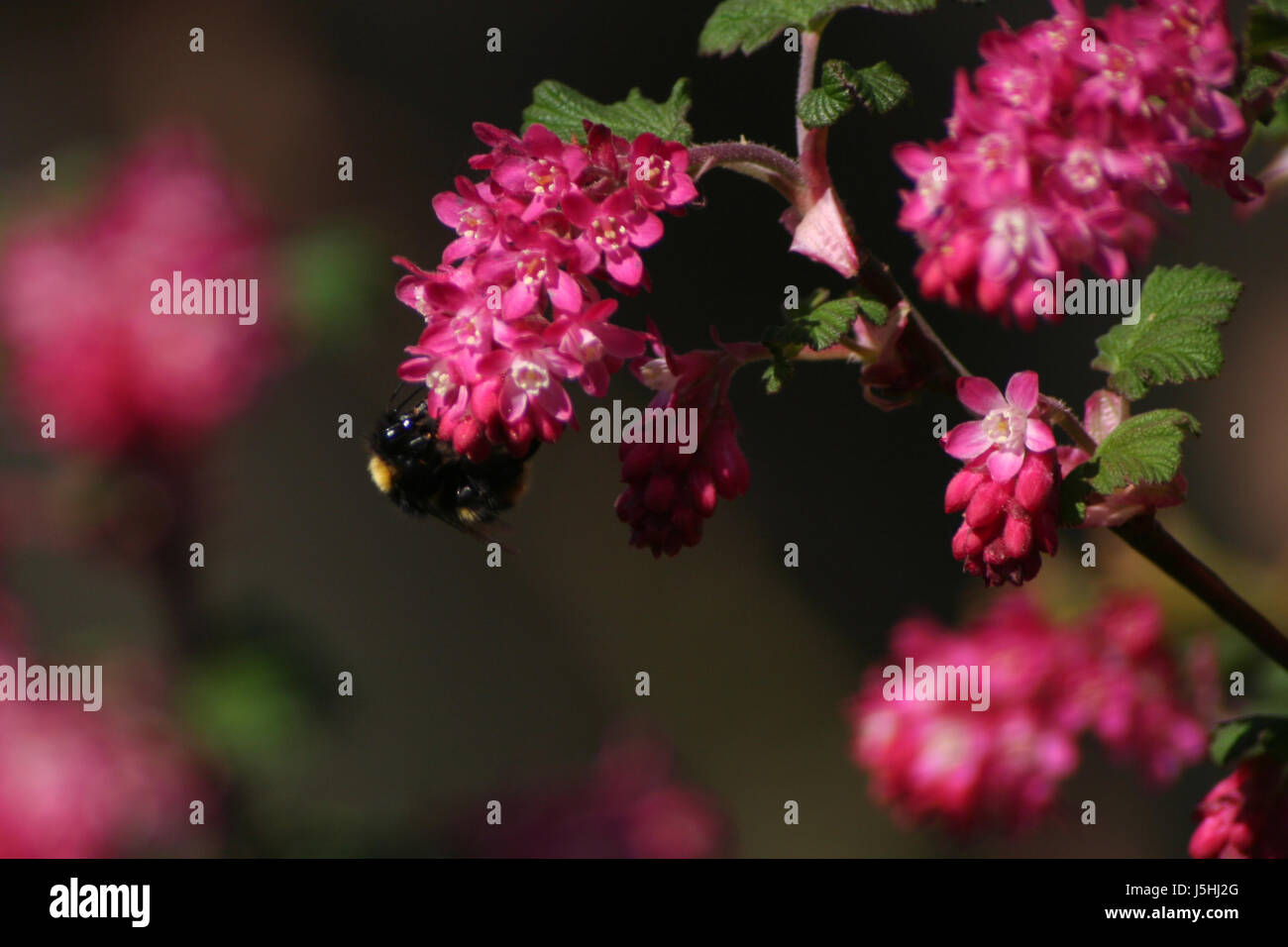 beautiful beauteously nice garden animal insect flower plant bumblebee ...