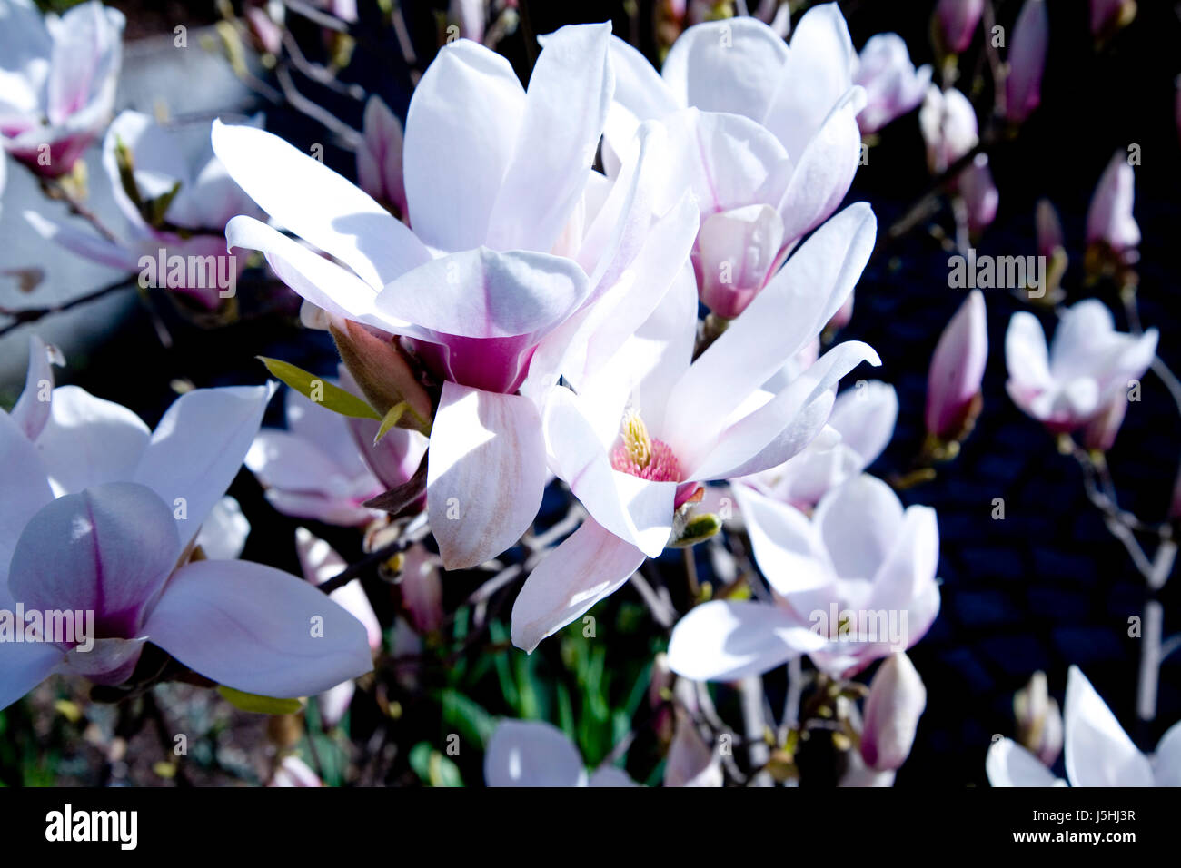 tree trees garden plant flower bloom blossom flourish flourishing ...