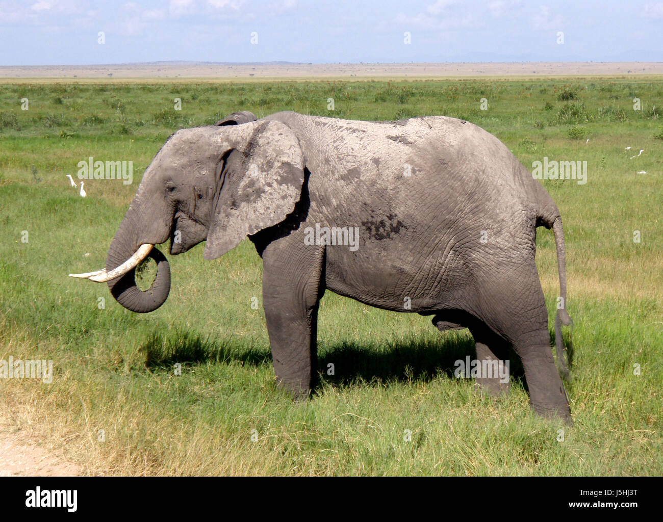 big large enormous extreme powerful imposing immense relevant africa ...