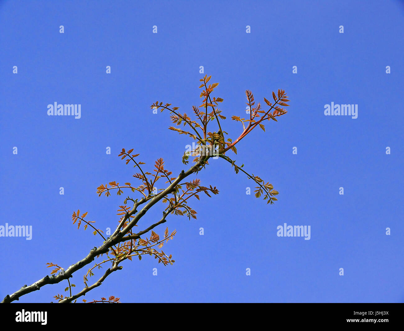 blue spring branch fruit buds cherry cherry tree firmament sky ...