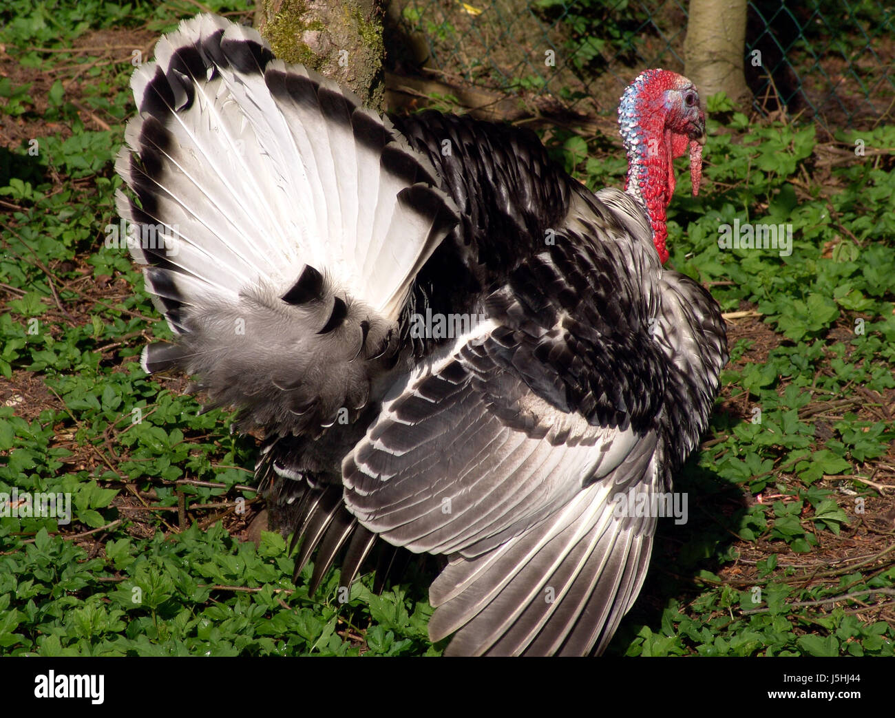 animal bird agriculture farming birds yard rear view threaten turkey ...