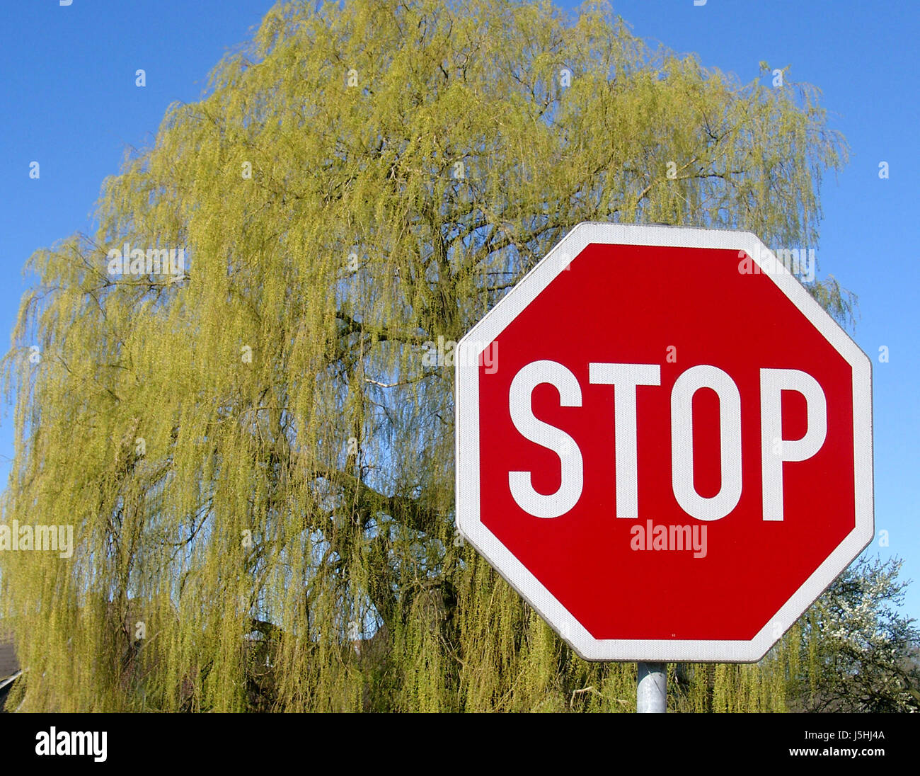 shine shines bright lucent light serene luminous environment enviroment ...