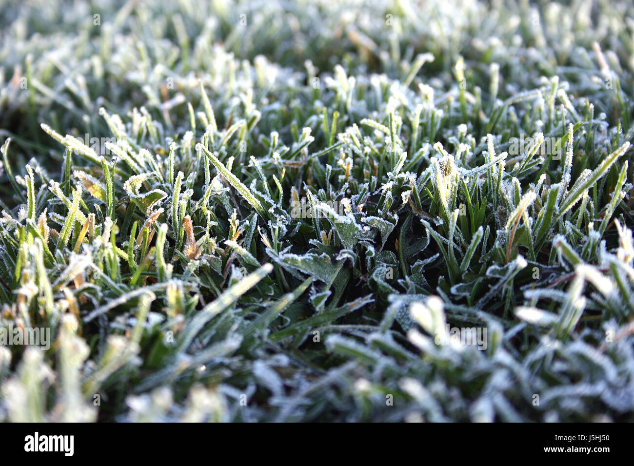 green romantic raindrop romanticism ripe grasses spring wet dew weed ...