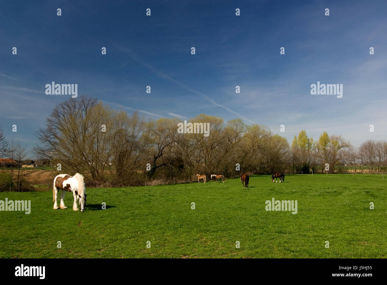 Horse cold blooded hi-res stock photography and images - Alamy