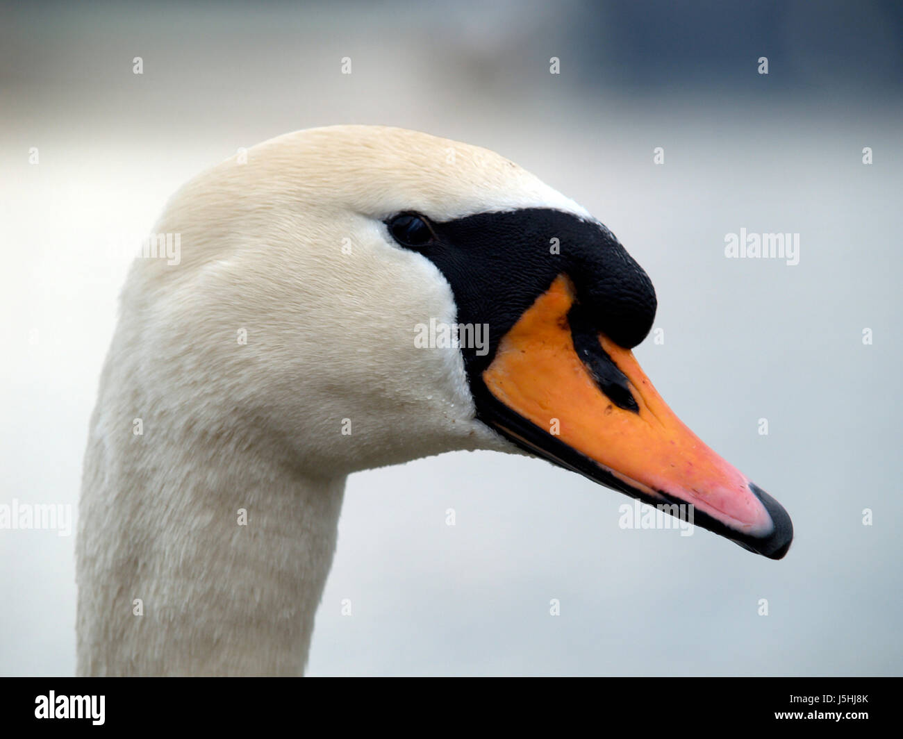 bird black swarthy jetblack deep black swan birds blank european ...