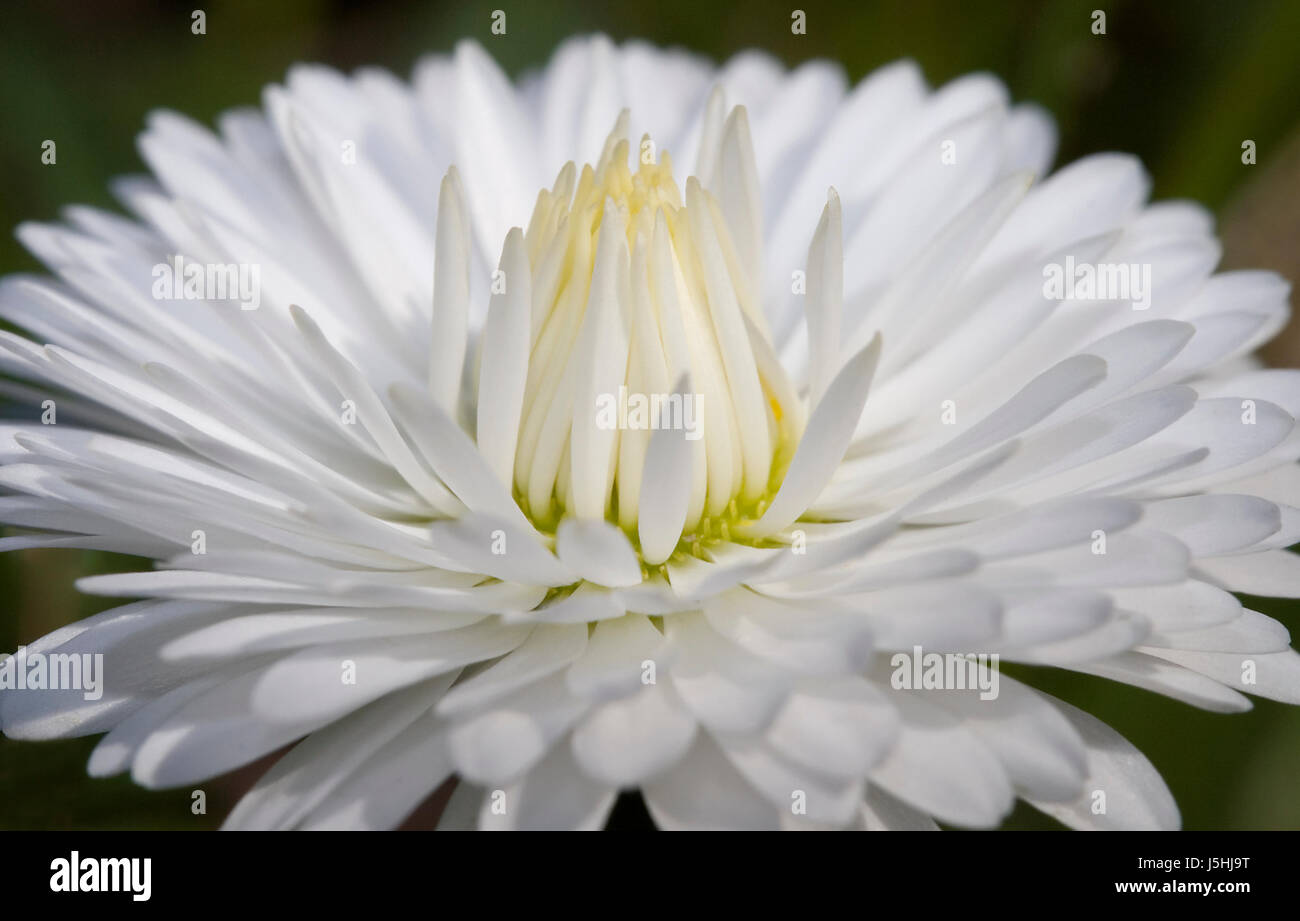 a normal daisies Stock Photo - Alamy