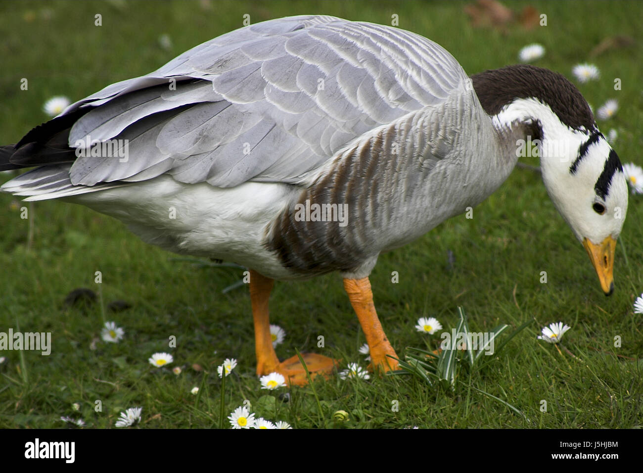 Red eye goose hi-res stock photography and images - Alamy