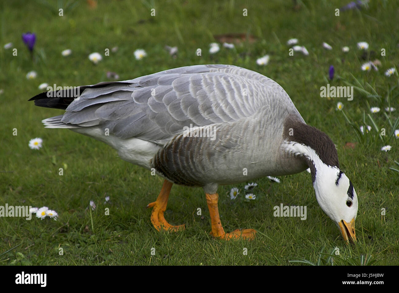 ring bird eye organ black swarthy jetblack deep black birds look ...