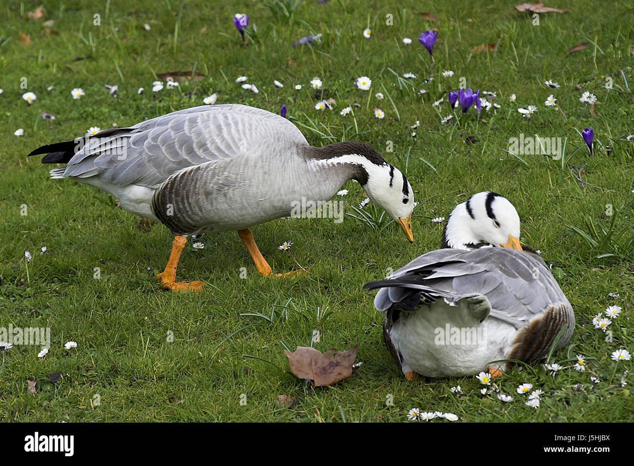 Black neck ring bird hi-res stock photography and images - Alamy