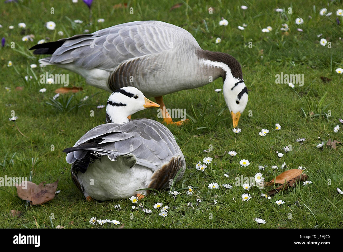 Red eye goose hi-res stock photography and images - Alamy