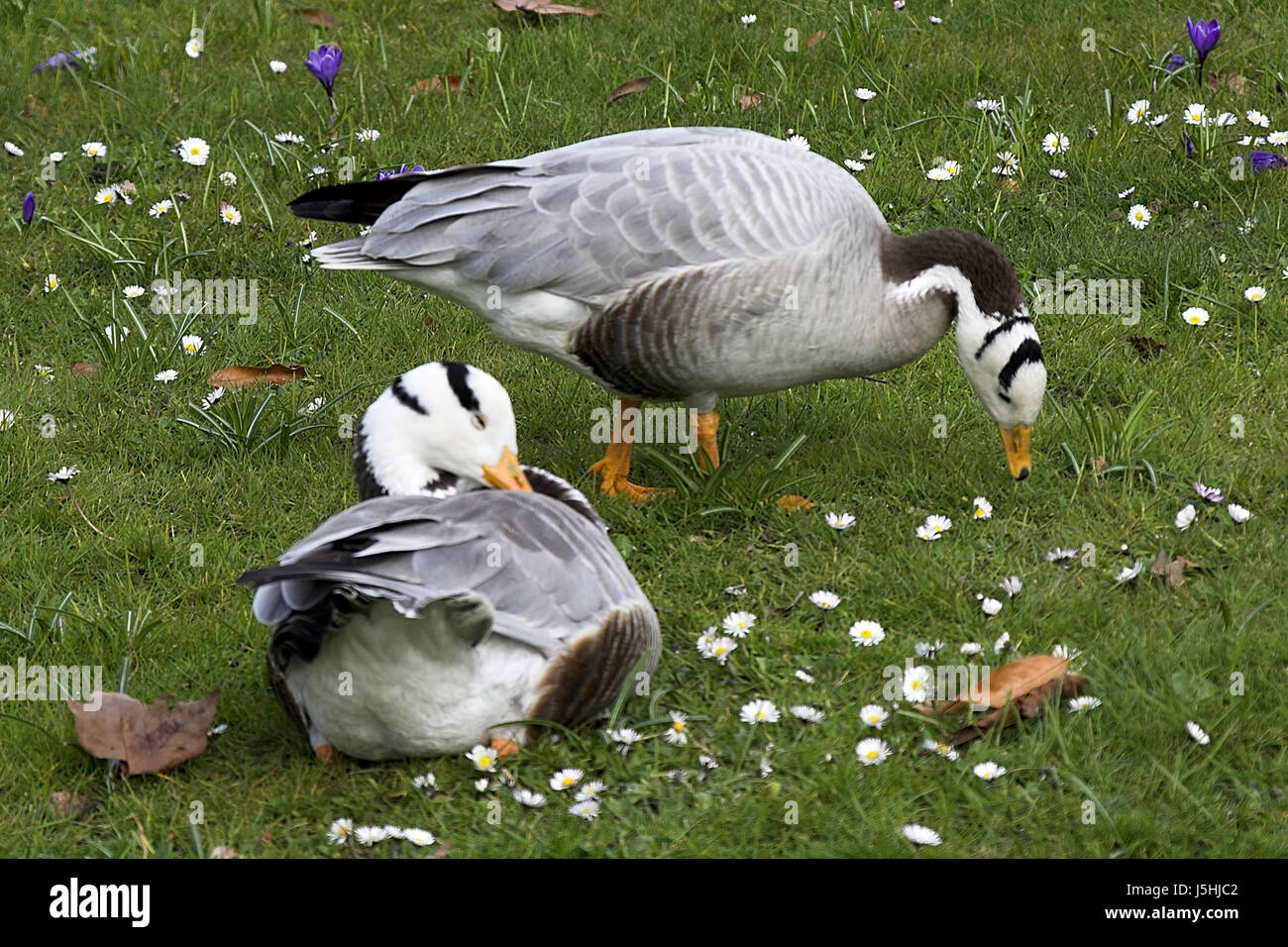 Black neck ring bird hi-res stock photography and images - Alamy