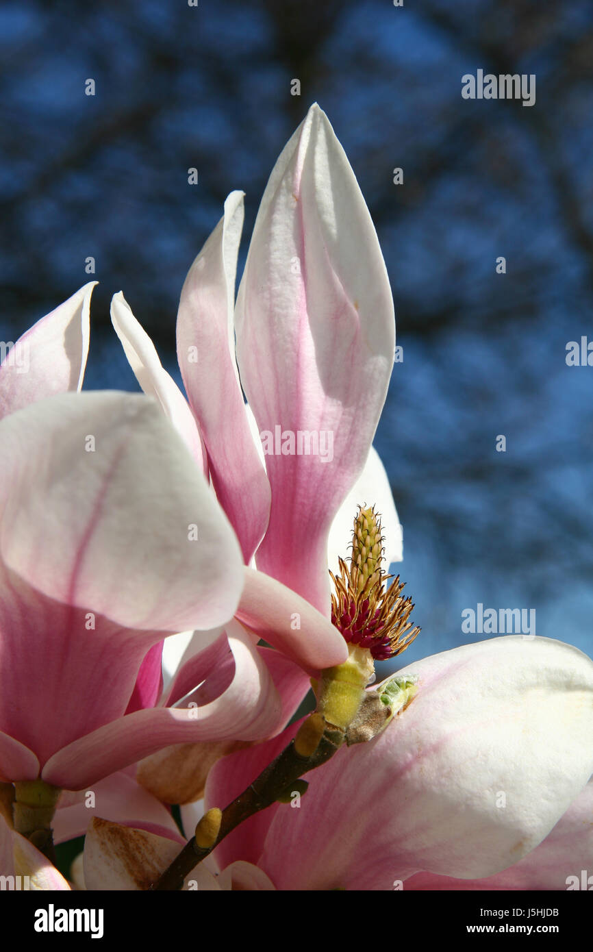 tree trees park garden plant flower bloom blossom flourish flourishing ...