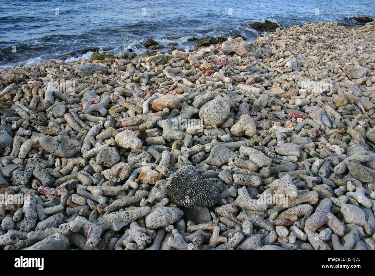 fossilized coral on the beach Stock Photo - Alamy