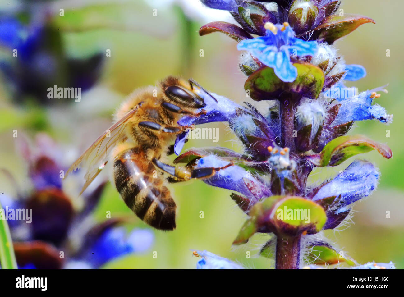 insect flower plant bumblebee bloom blossom flourish flourishing pollen ...
