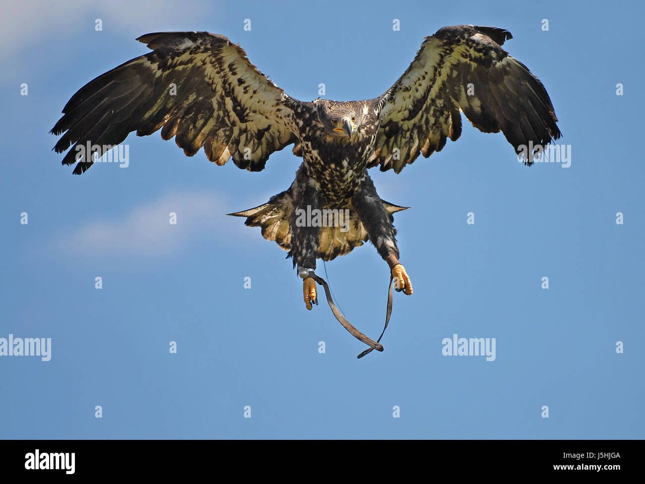 flight bird birds raptor landing wildlife park strength force burg ...