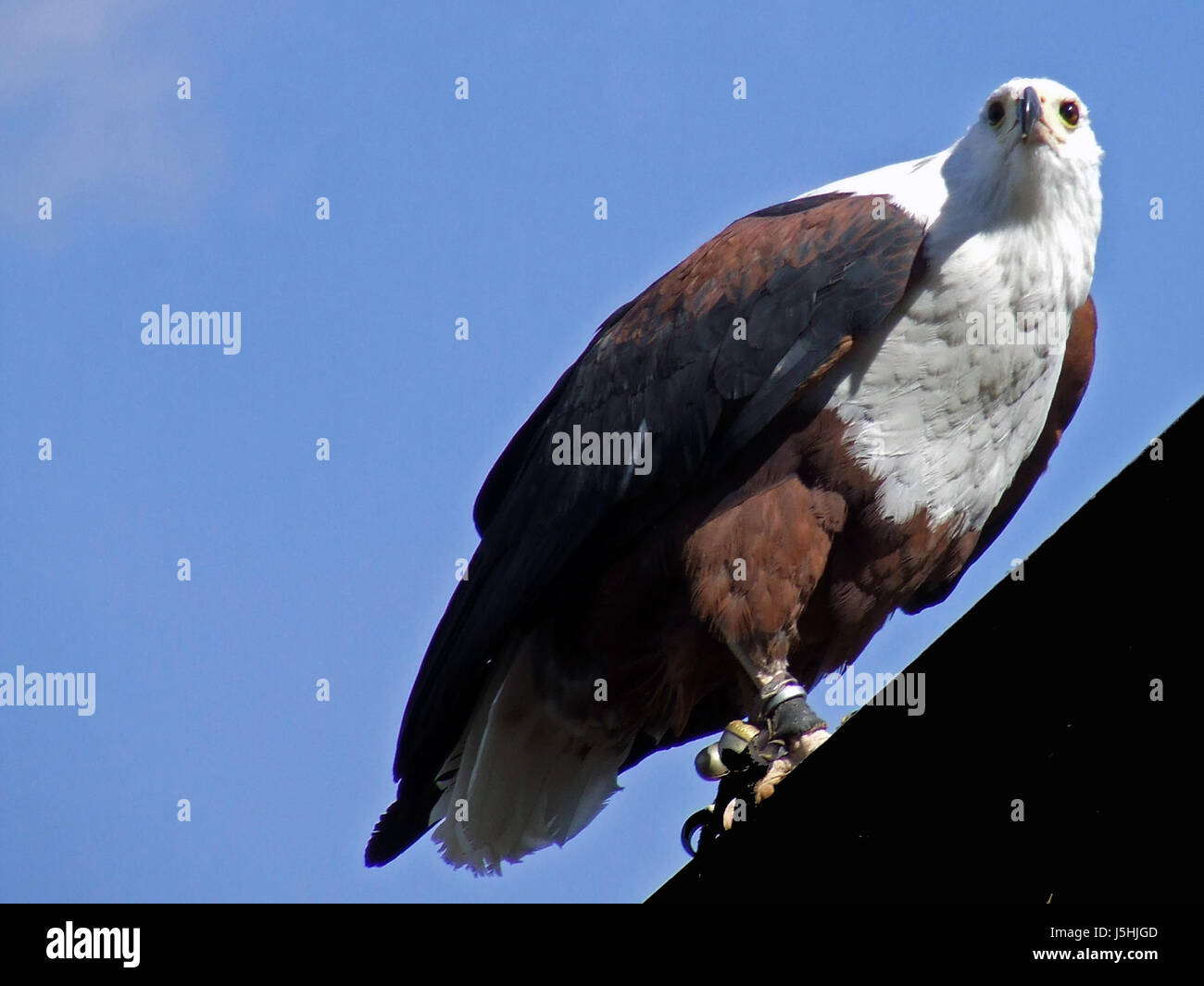 animal bird animals birds raptor birds of prey tele eagle seeadler ...