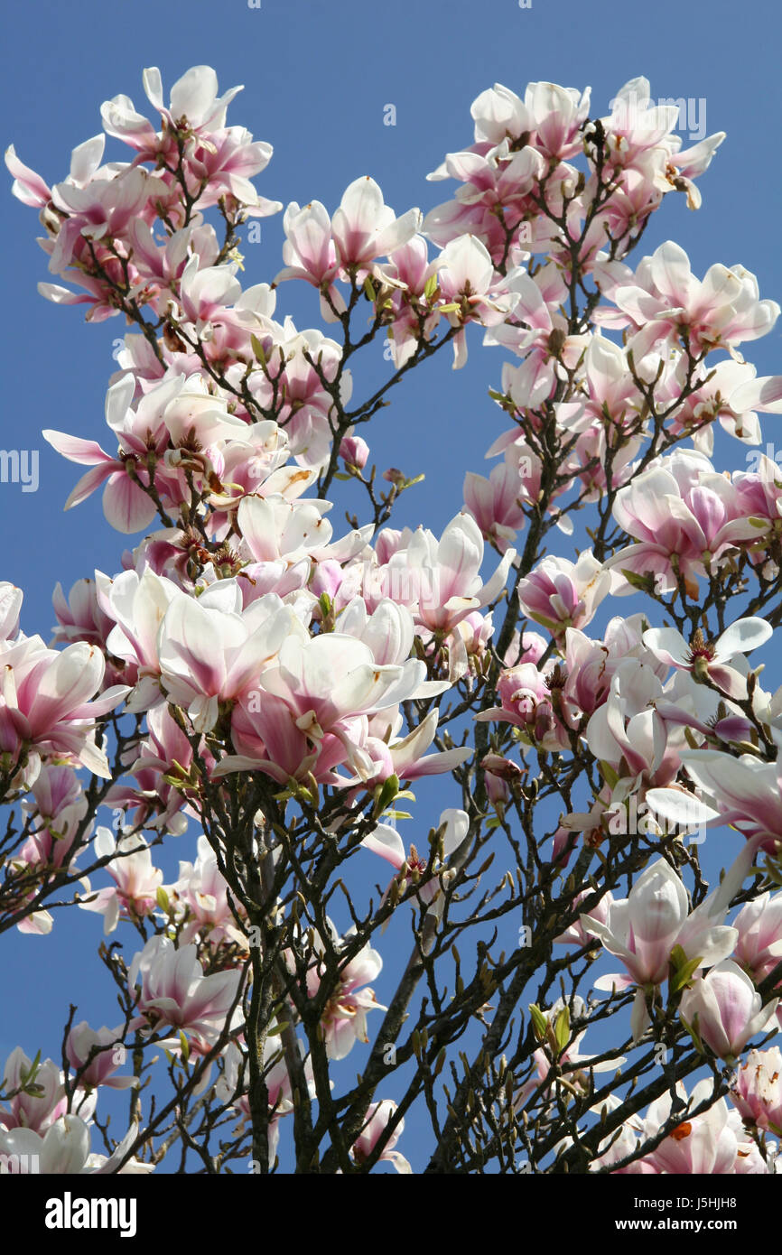 blue tree bloom blossom flourish flourishing blossoms spring shrub ...