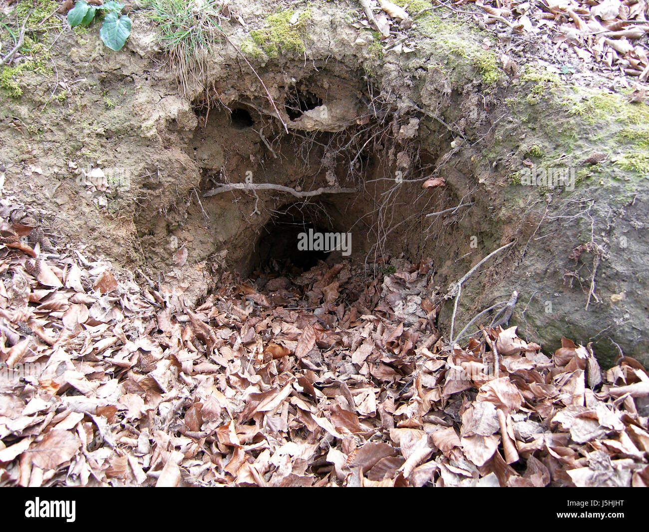 tree trees wood cave leaves root hide fox hiding-place trench globe ...