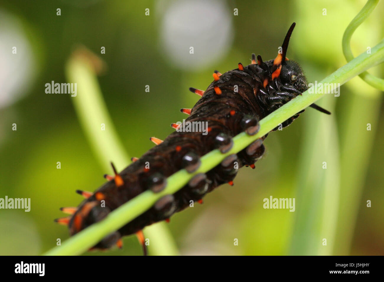 insect butterfly black swarthy jetblack deep black eyes caterpillar ...