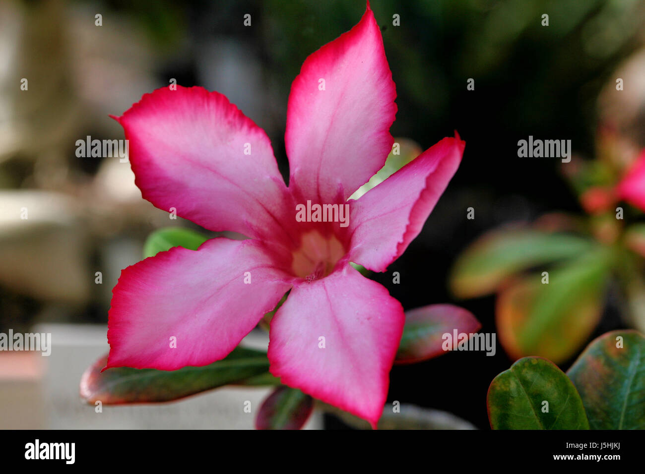flower of adenium obesum Stock Photo - Alamy
