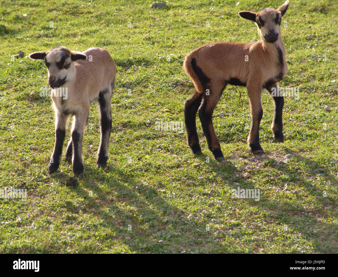 Schaflmmer hi-res stock photography and images - Alamy