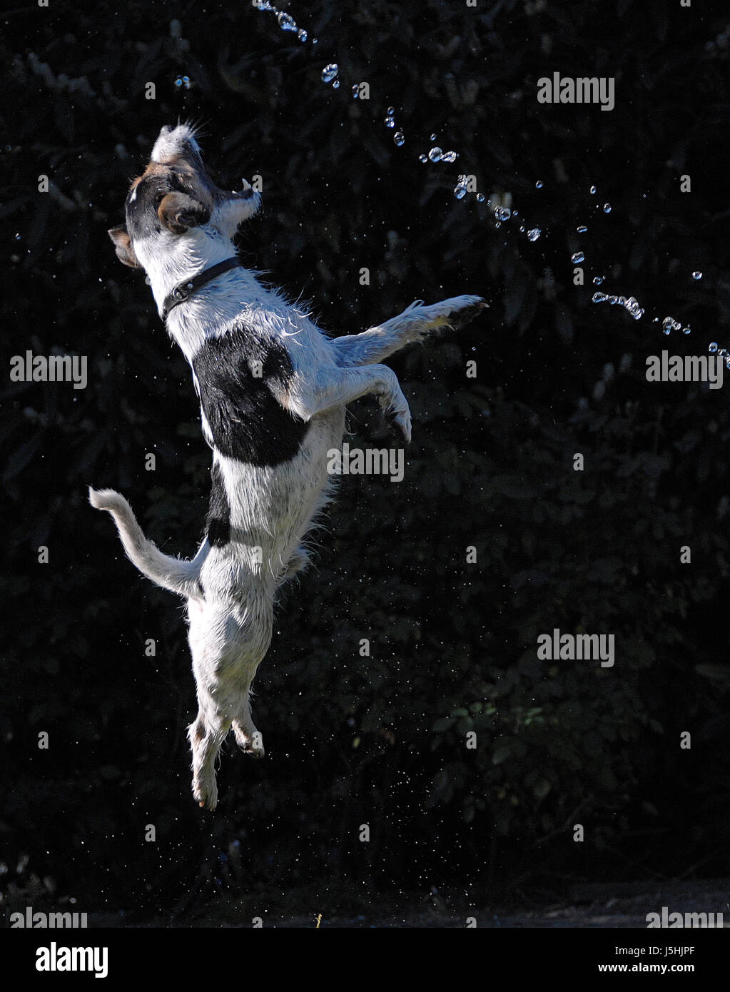 game tournament play playing plays played pet dog spring bouncing ...