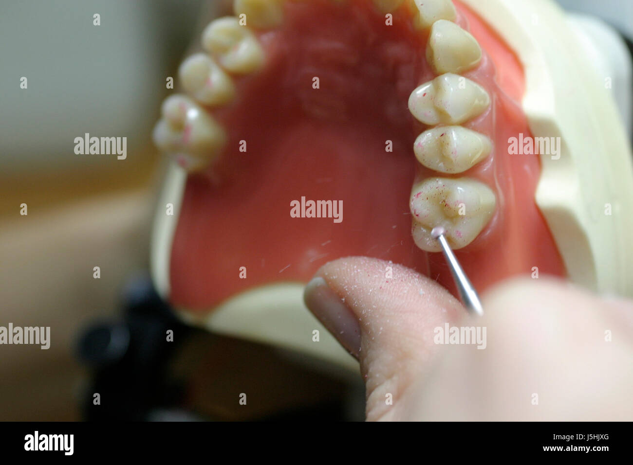 tooth model of an upper jaw Stock Photo - Alamy