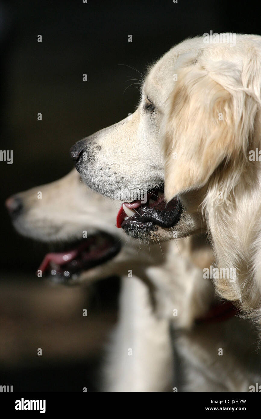 profile pet portrait look glancing see view looking peeking looking at ...