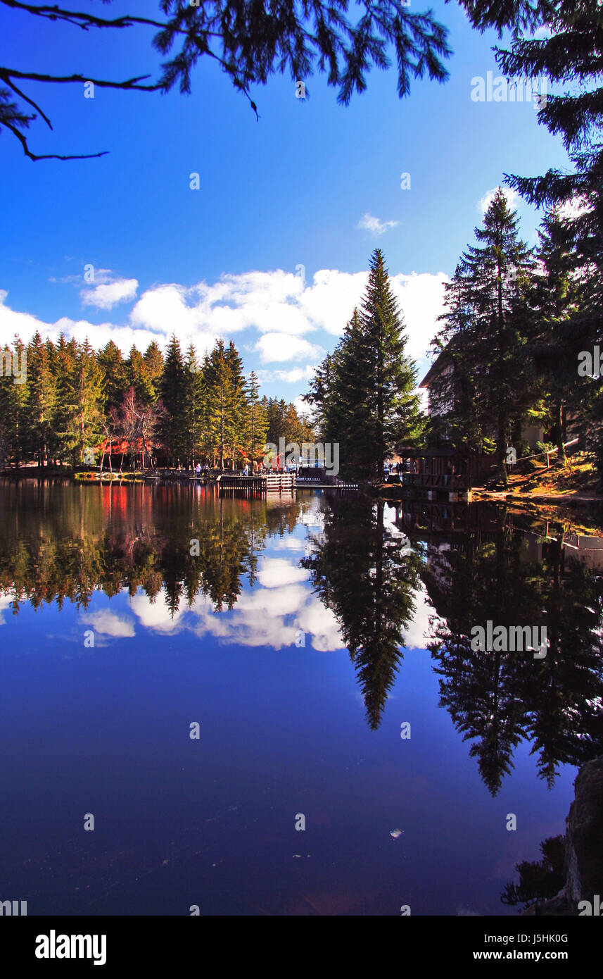 blue tree trees azure black forest idyll firmament sky salt water sea ...