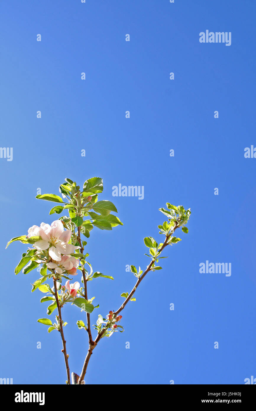 blue tree bloom blossom flourish flourishing summer summerly spring ...
