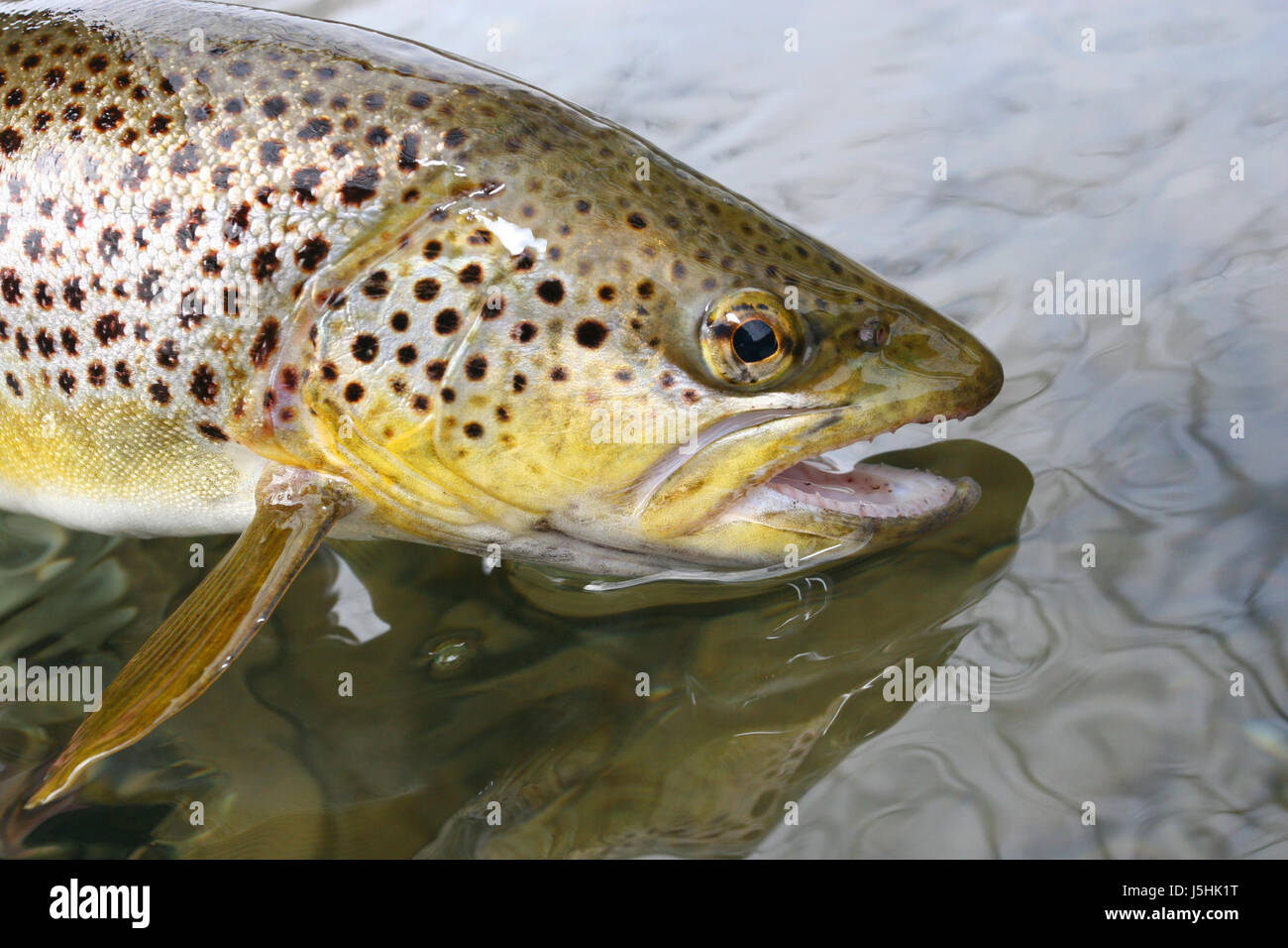 fish,angle,trout,fisherman,salmon,brook trout,fly fishing Stock Photo ...