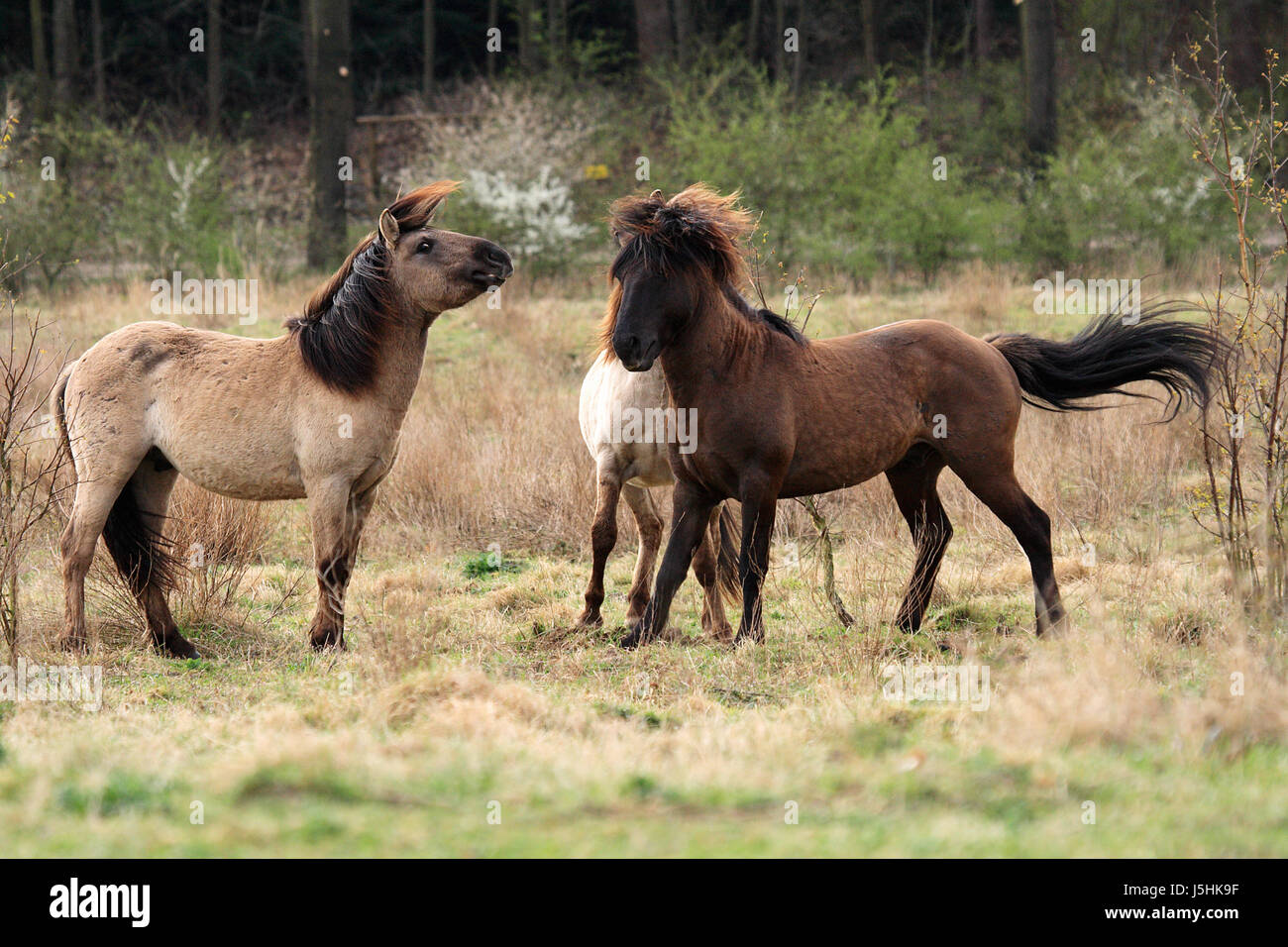 animals horse horses mammals three stallion mare meadow quarrel willow ...