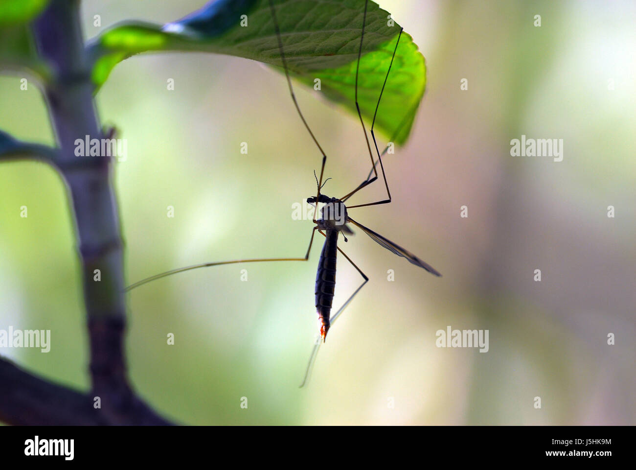 Insect with long legs hi-res stock photography and images - Alamy