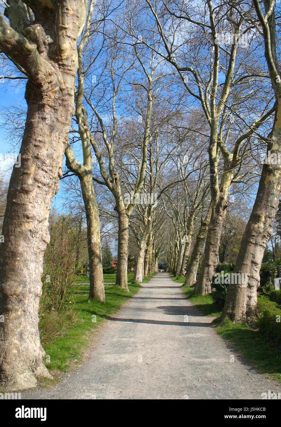 blue tree trees trunk spring path way firmament sky sparse stinted ...