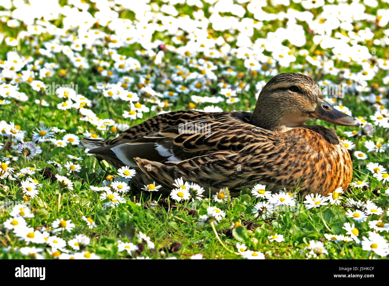 suns lie lying lies beak ducks duck recuperation daisy beaks facilitate ...