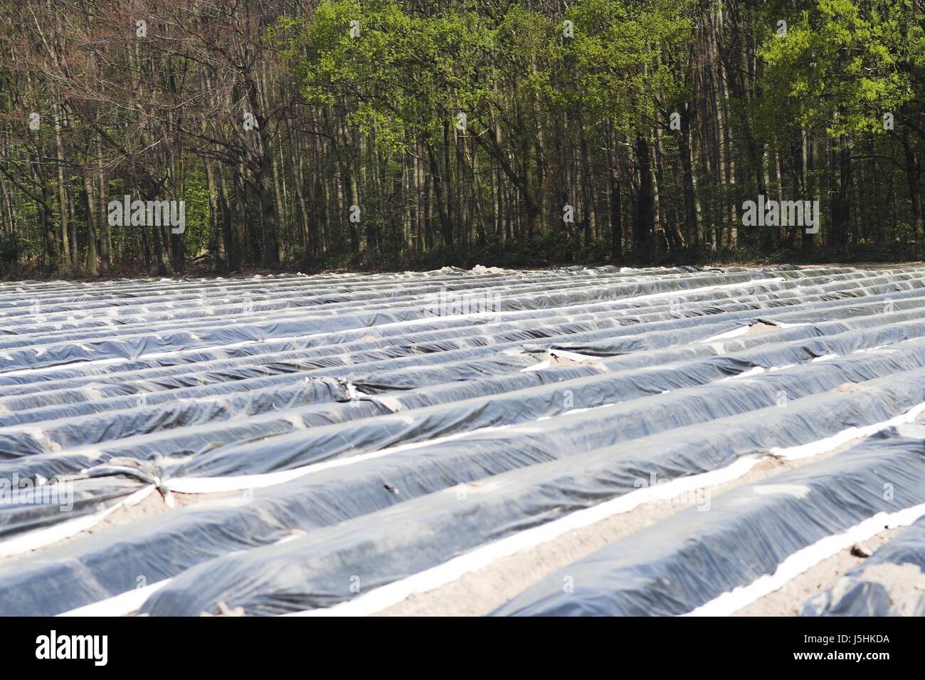 agriculture farming field vegetable asparagus season healthy ...