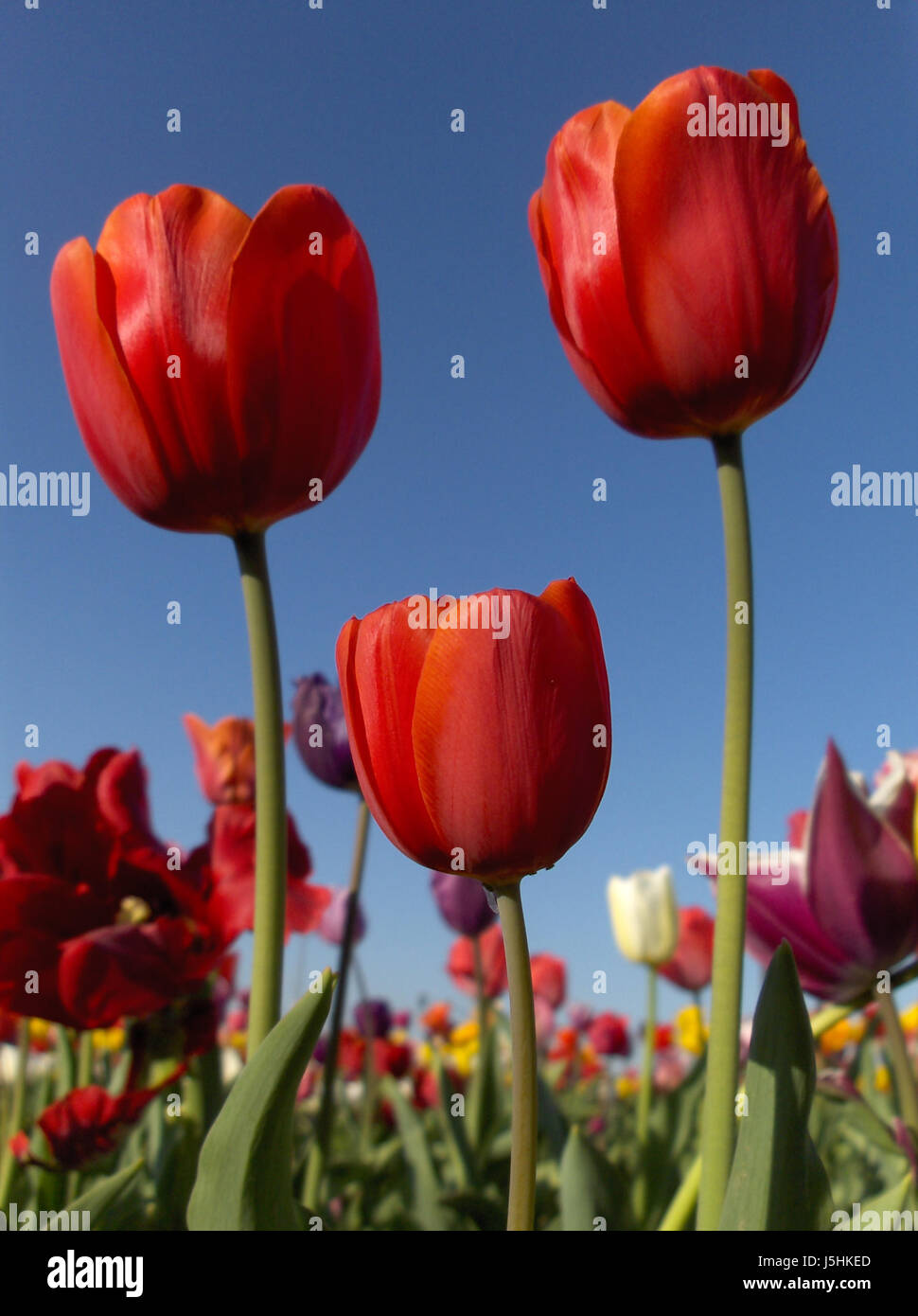 Triplets flower hi-res stock photography and images - Alamy