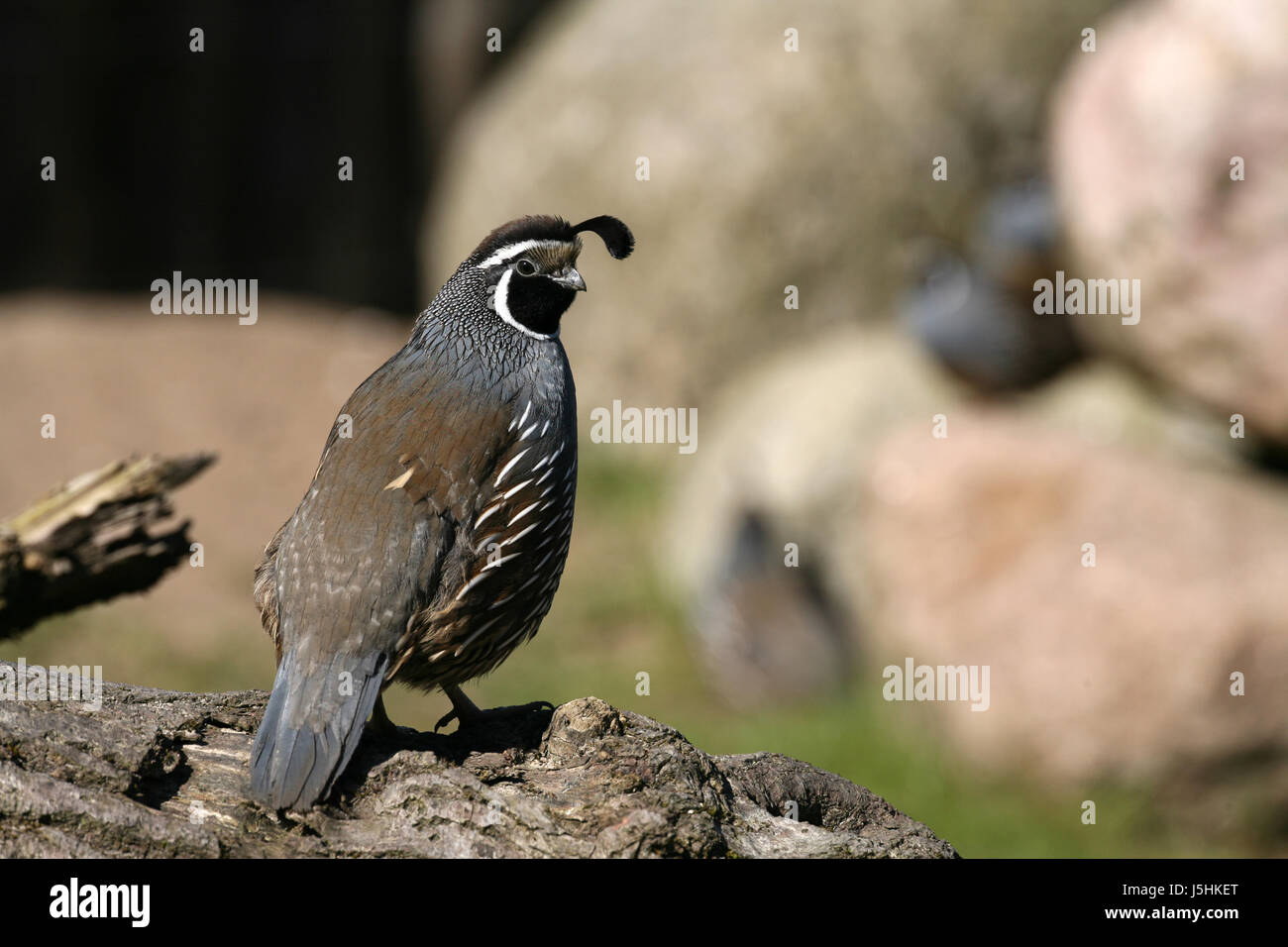 animal bird birds usa america feathers feathering north america quail ...